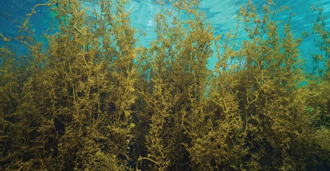 Clean, Drain, Dry: Stop the Spread of Aquatic Invasive Species