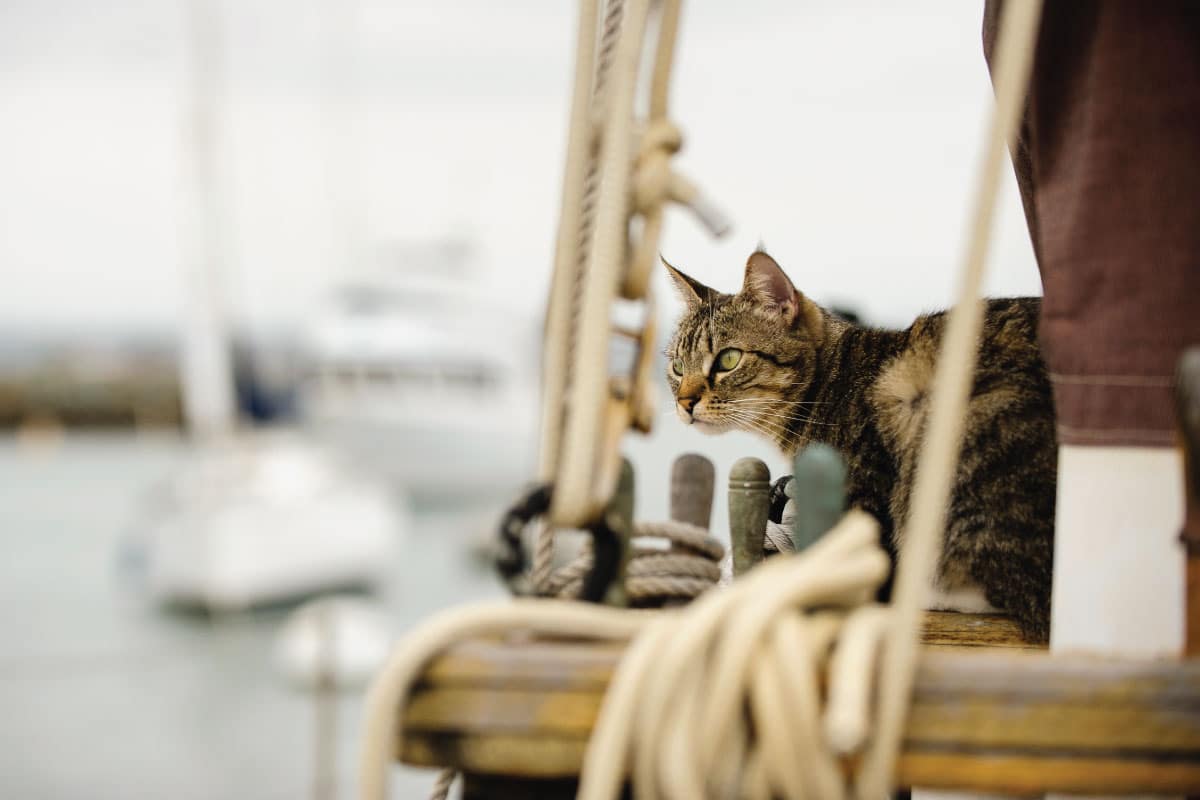 7 Tips for Boating With Cats | Boatsetter